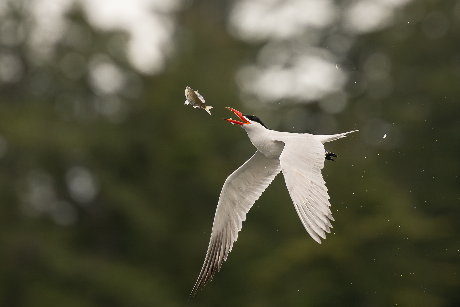 Sony Forum - Photography - FM Forums