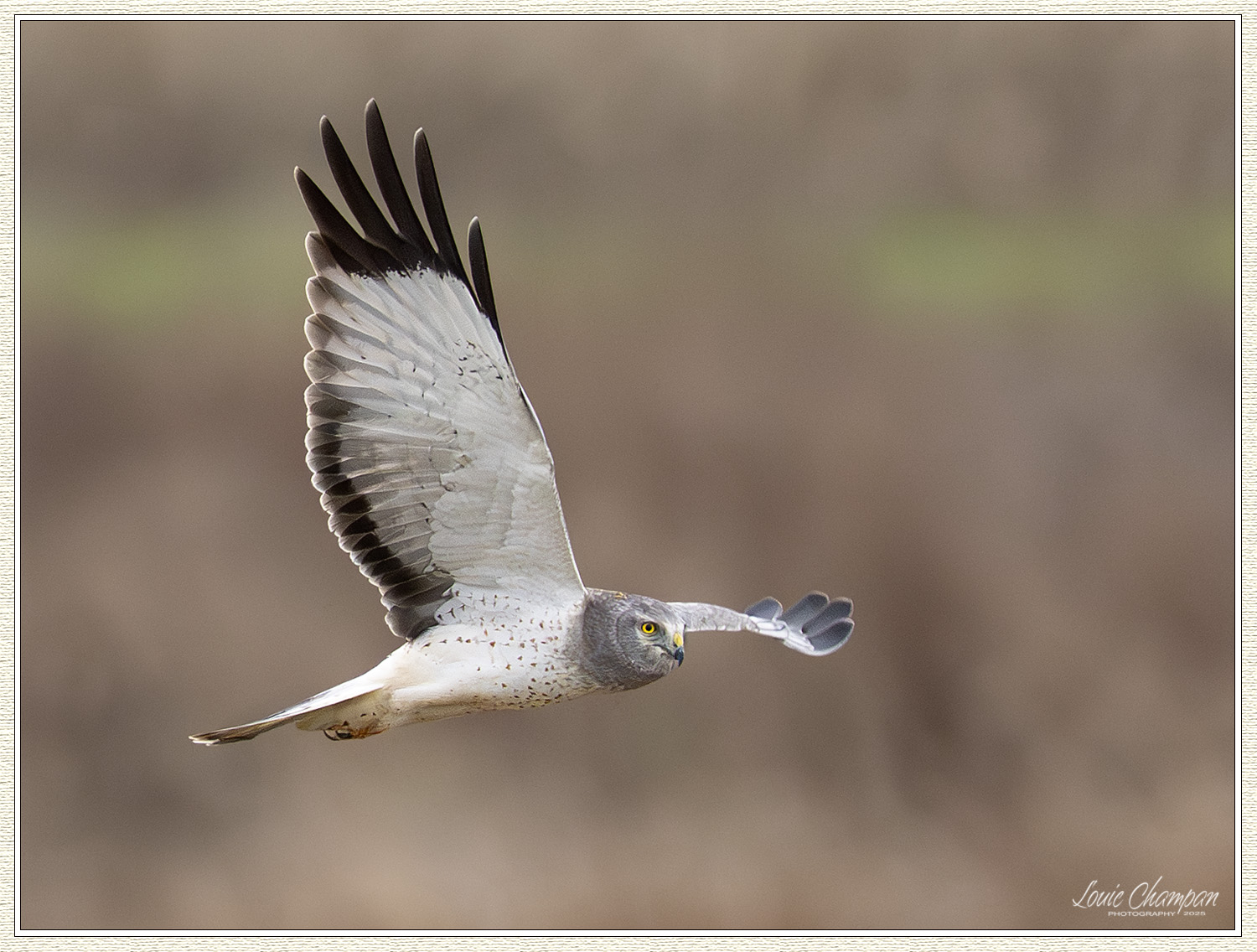 Male Northern Harrier...Gray Ghost - Nature & Wildlife - Photography ...