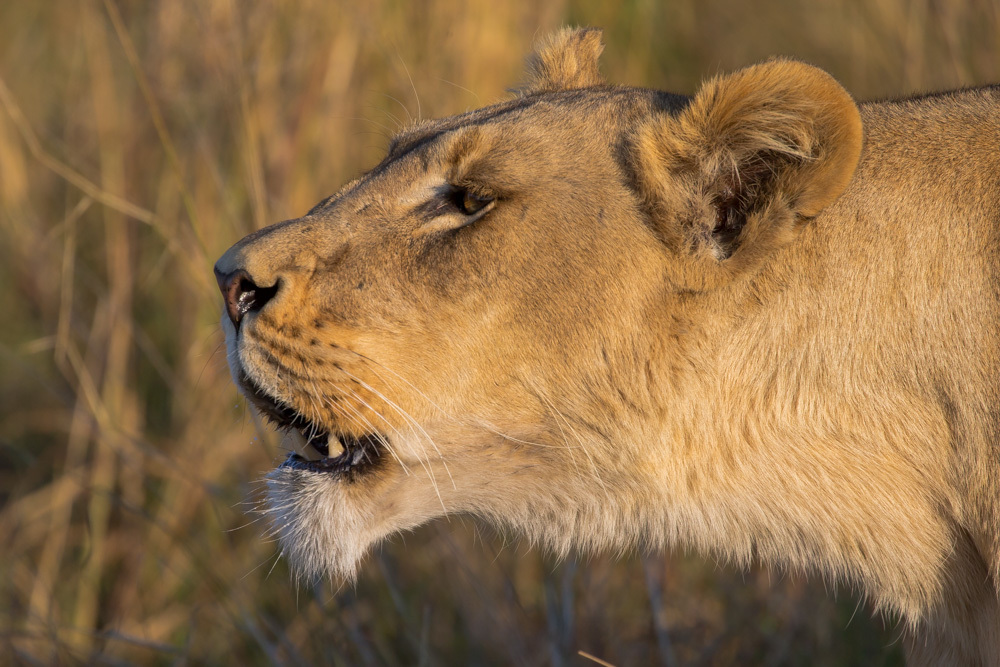 Botswana #2 Lions and cubs - FM Forums