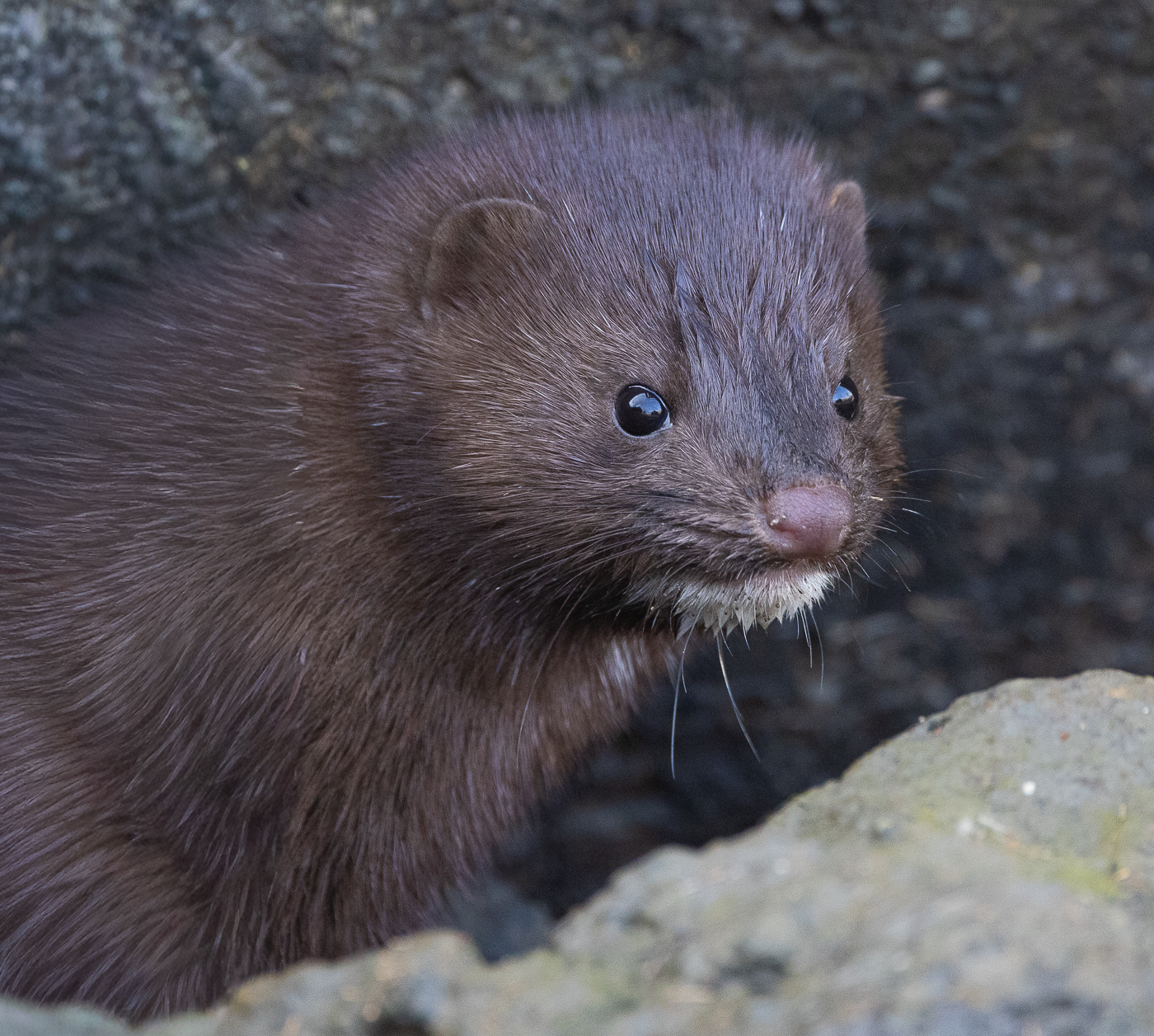 Mink - Nature & Wildlife - Photography - FM Forums