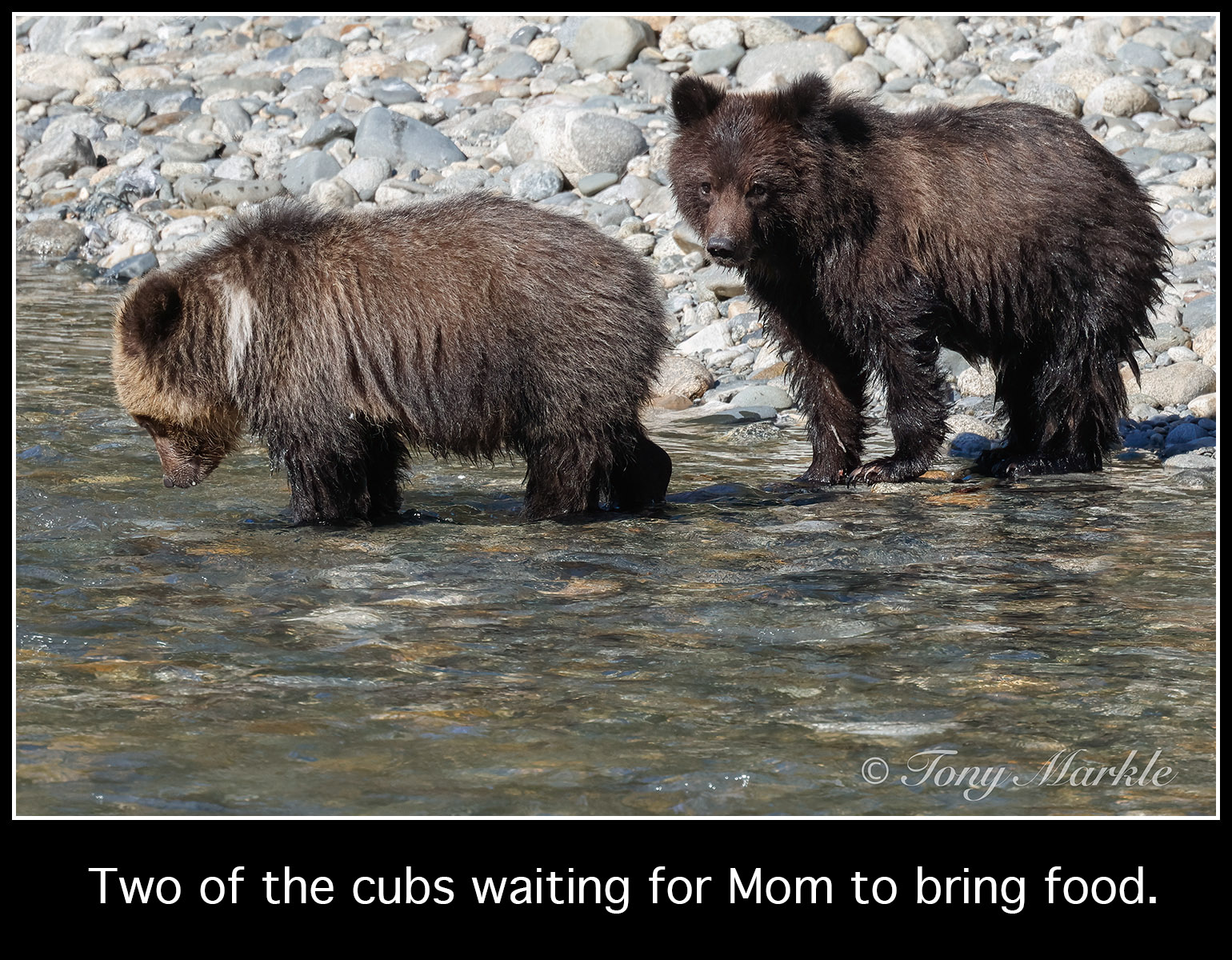 More Grizzly kids in action - FM Forums