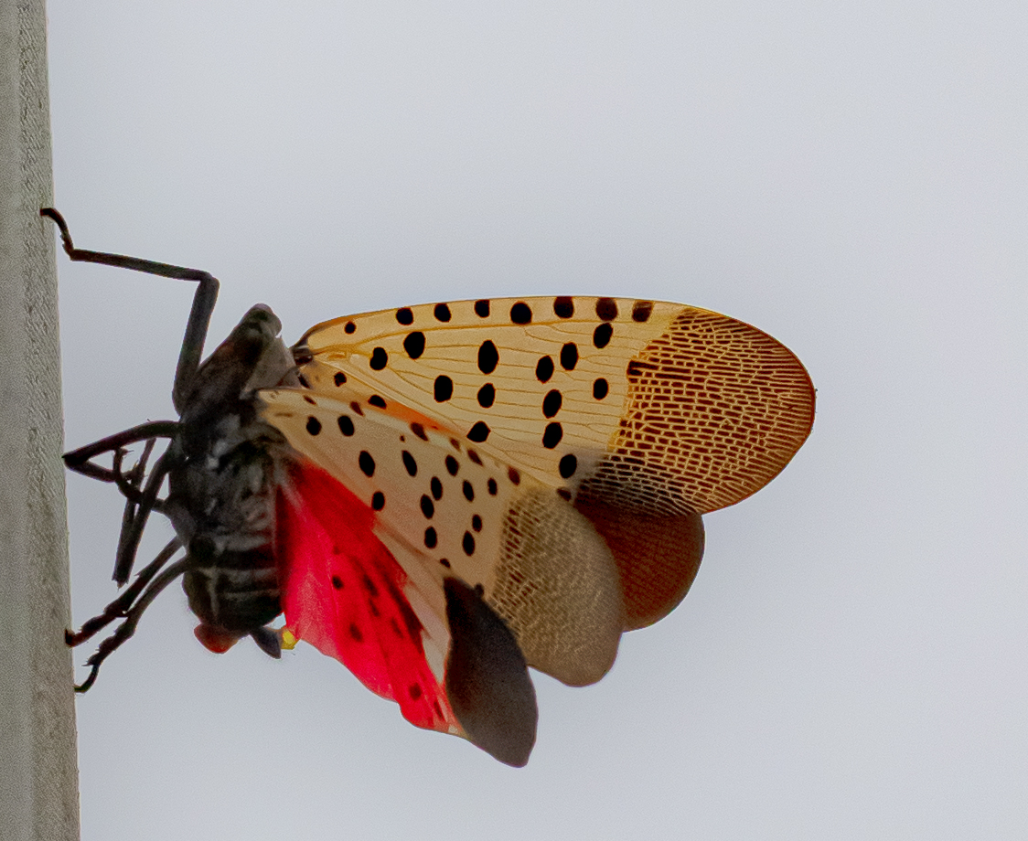 The Spotted Lantern Fly - Macro & Still Life - Photography - FM Forums