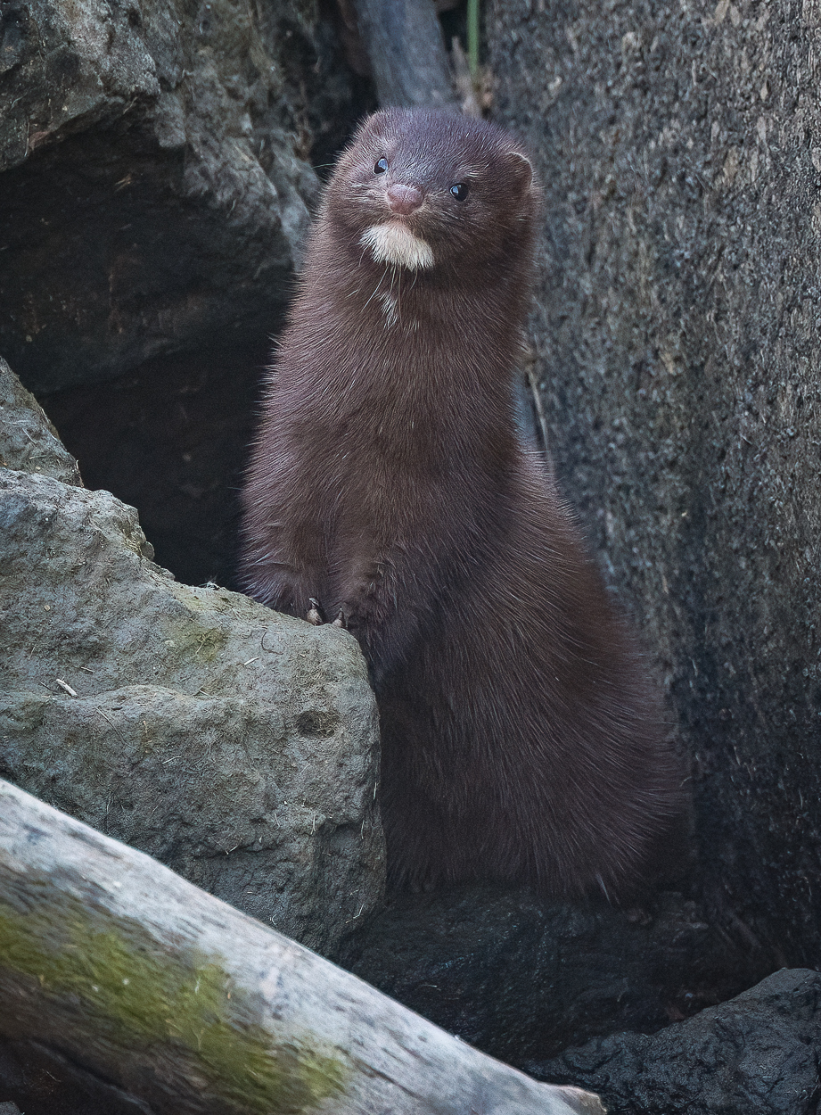 Mink - Nature & Wildlife - Photography - FM Forums