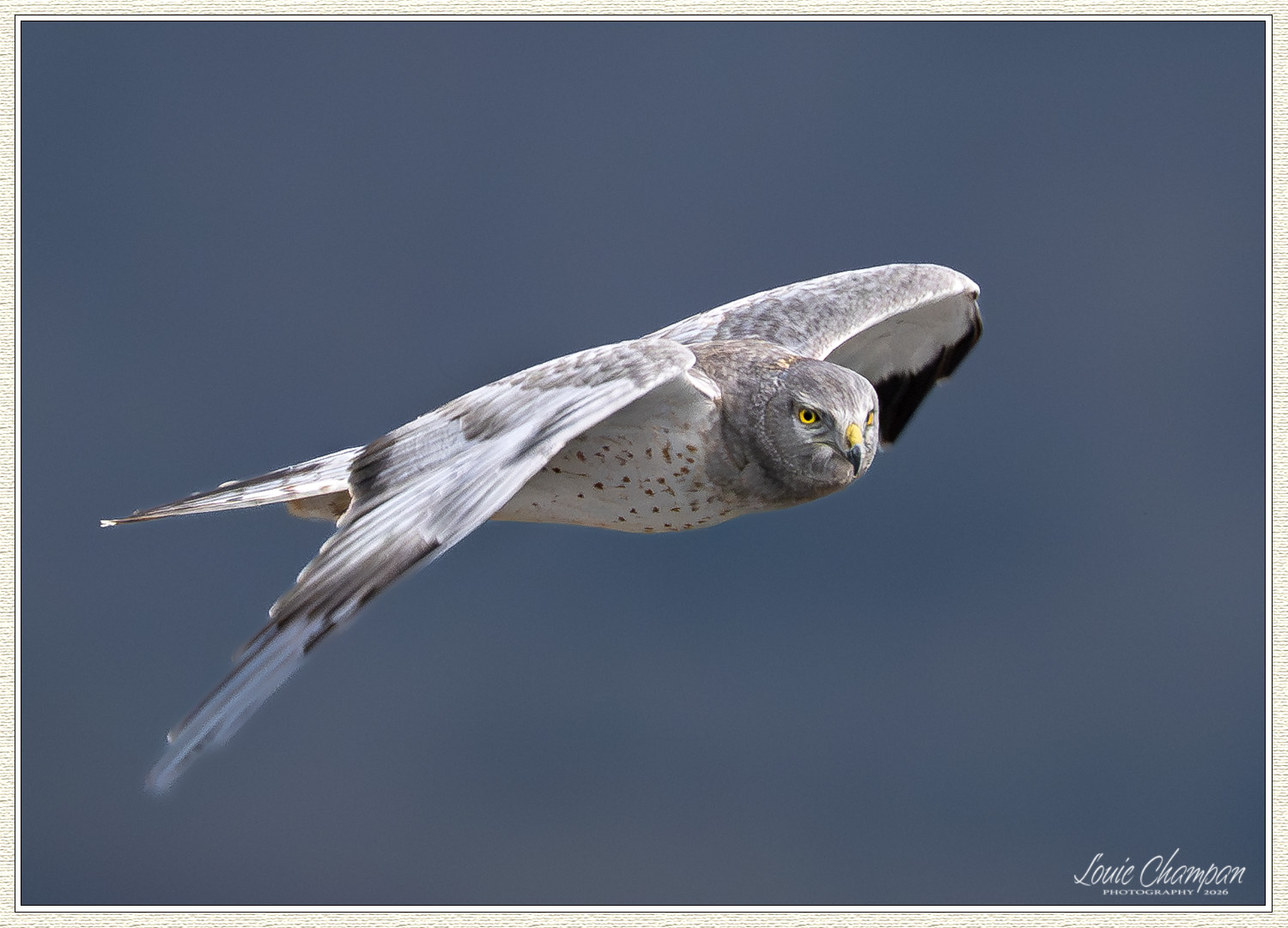 Male Northern Harrier...Gray Ghost - Nature & Wildlife - Photography ...