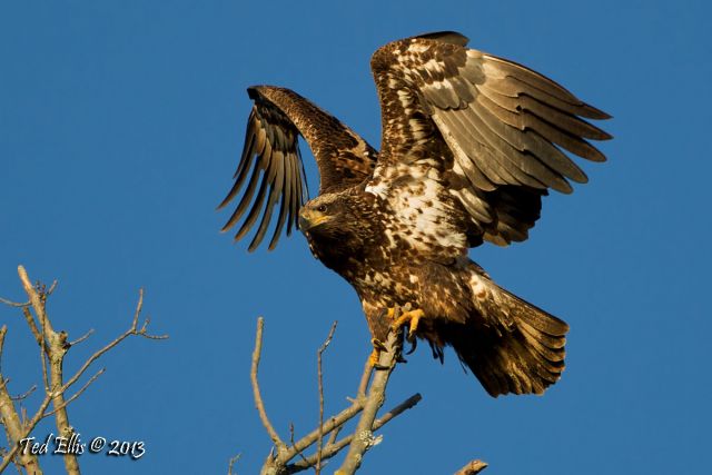 Nature & Wildlife - Photography - FM Forums