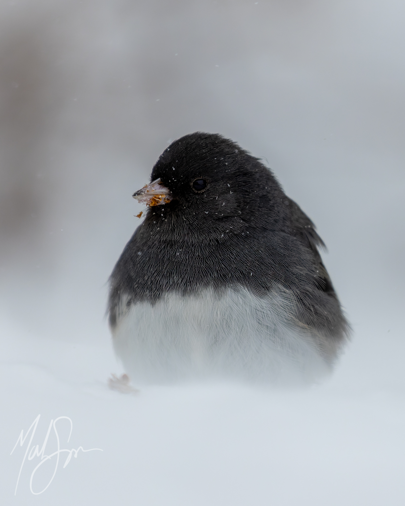 Nature & Wildlife - Photography - FM Forums