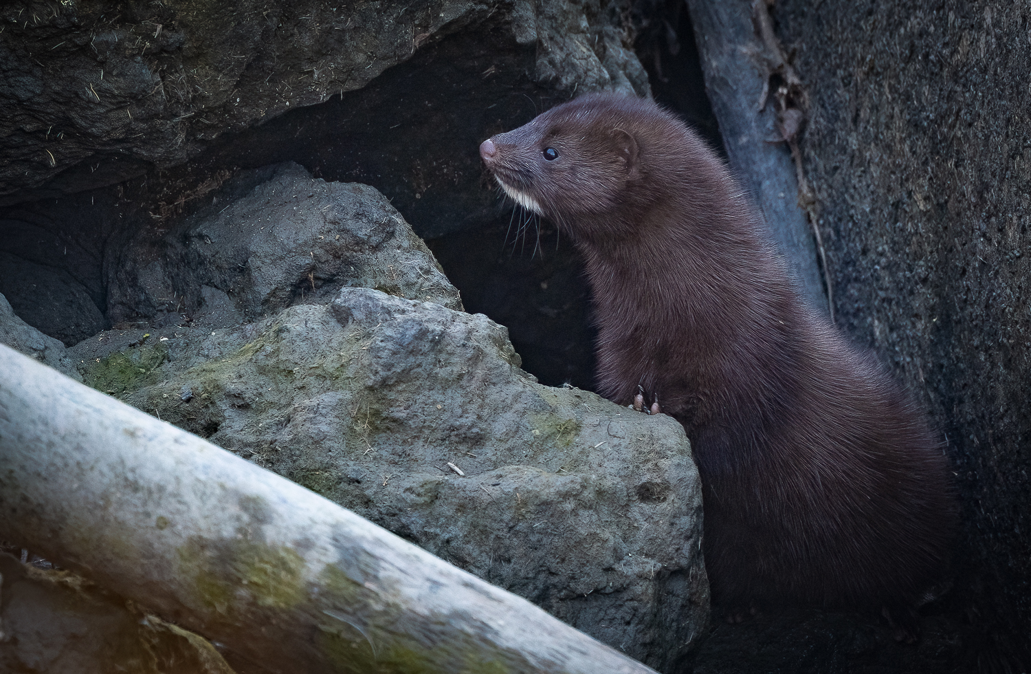 Mink - Nature & Wildlife - Photography - FM Forums
