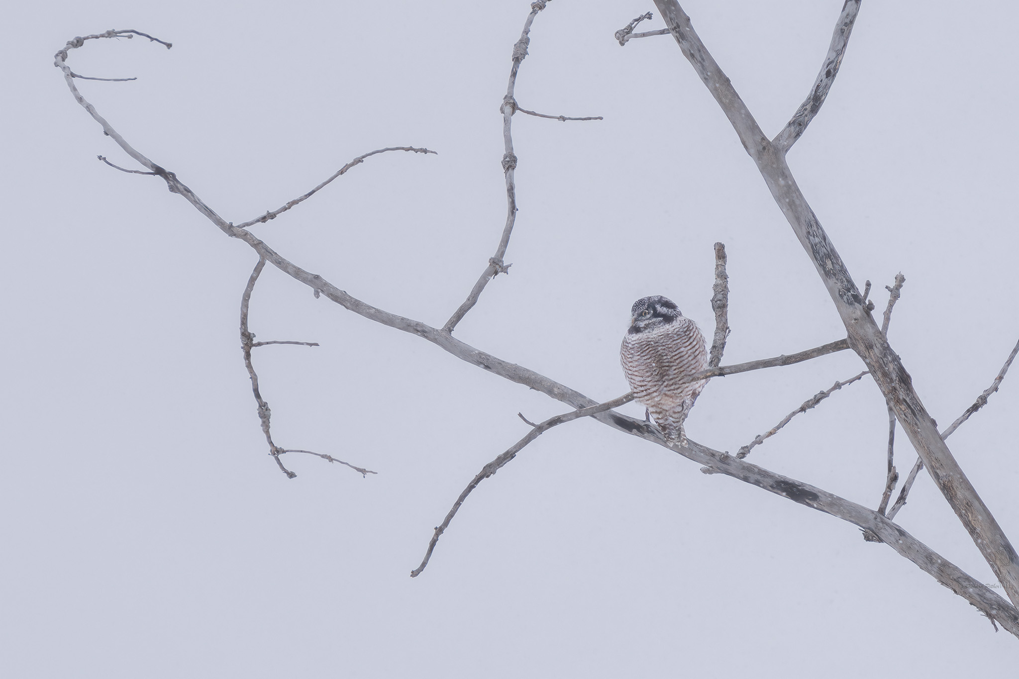Superb Owl Sunday - Nature & Wildlife - Photography - FM Forums