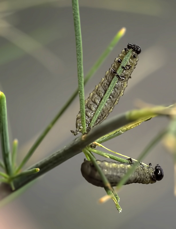 Macro World - Photography - FM Forums