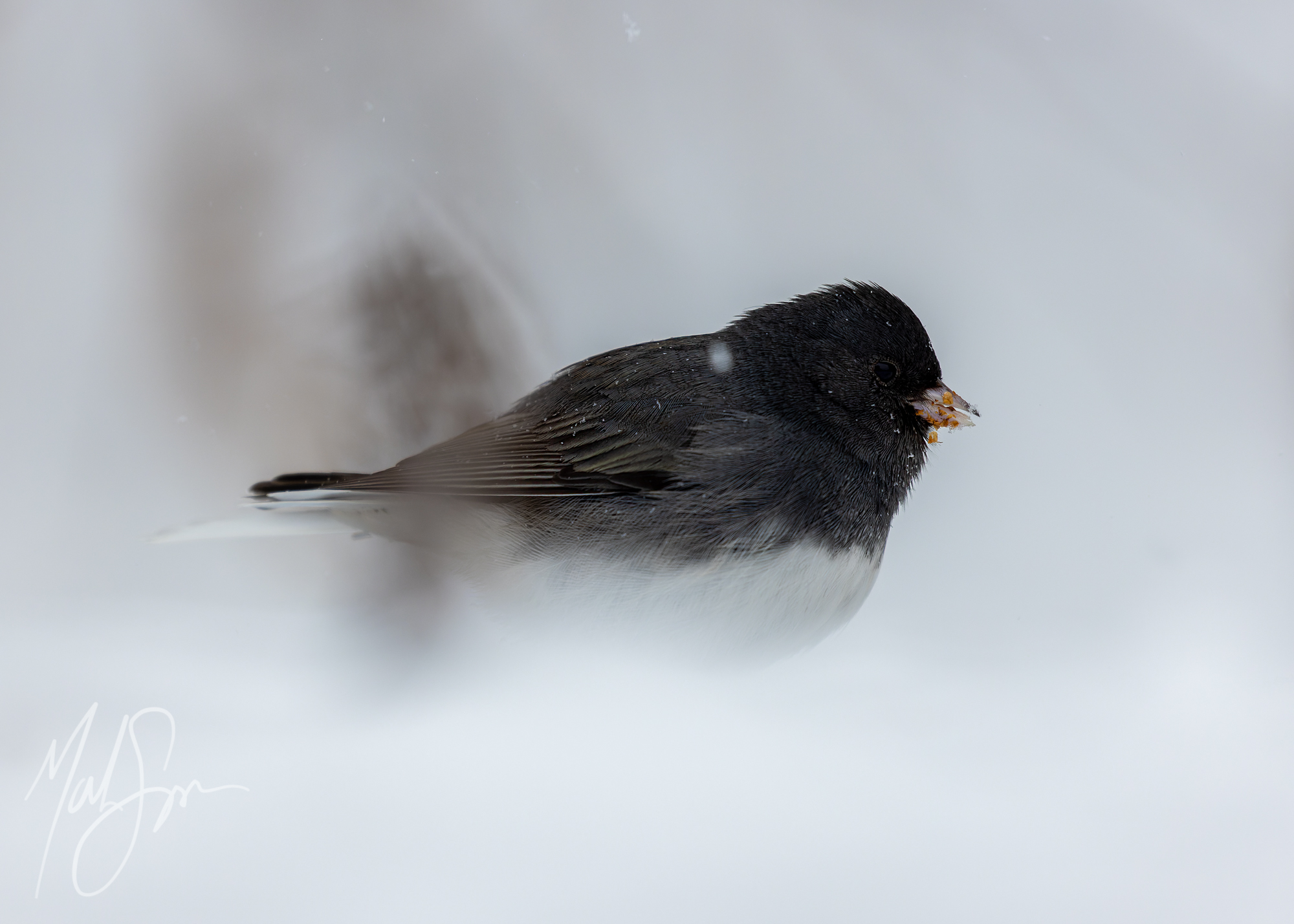 Nature & Wildlife - Photography - FM Forums