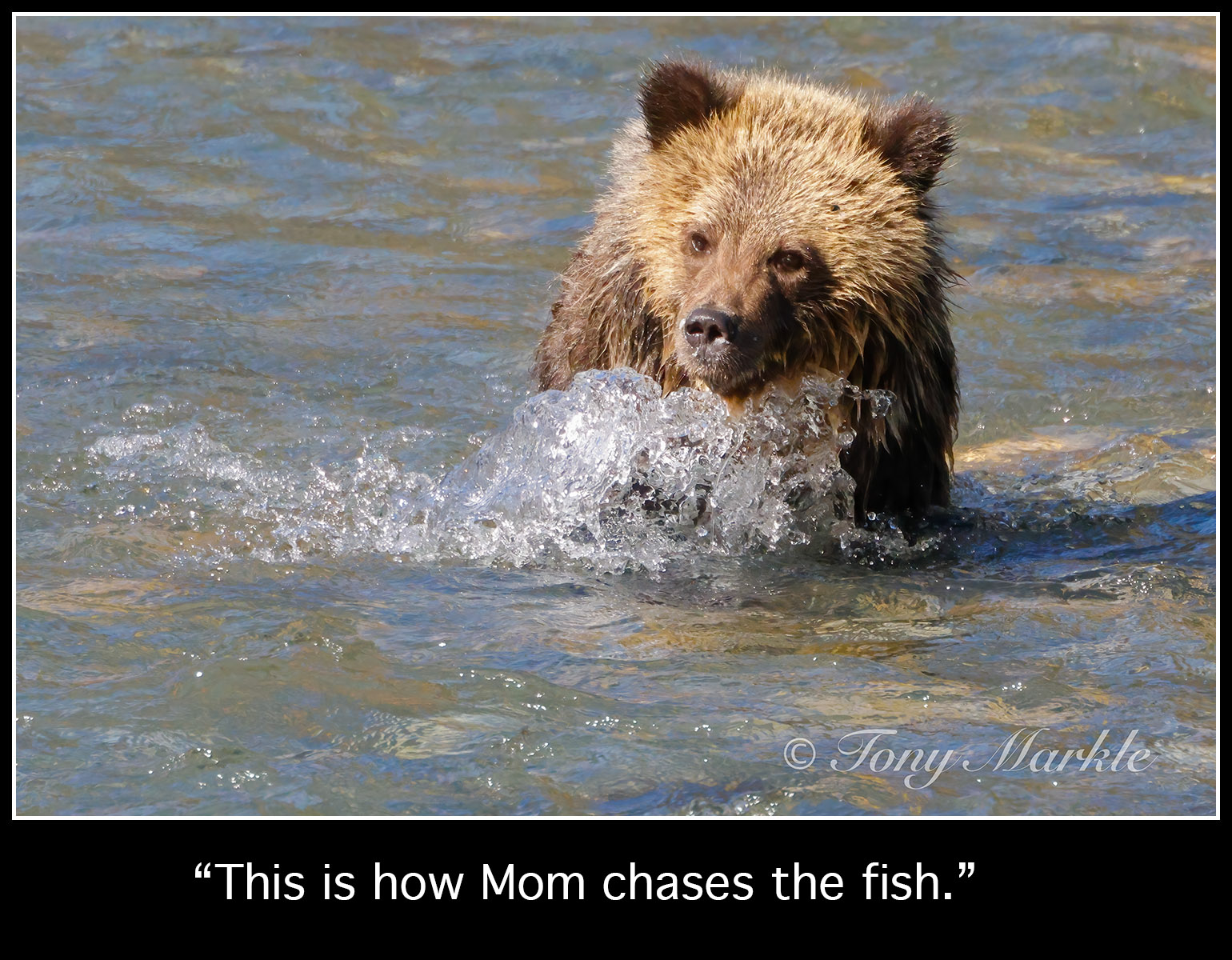 More Grizzly kids in action - FM Forums