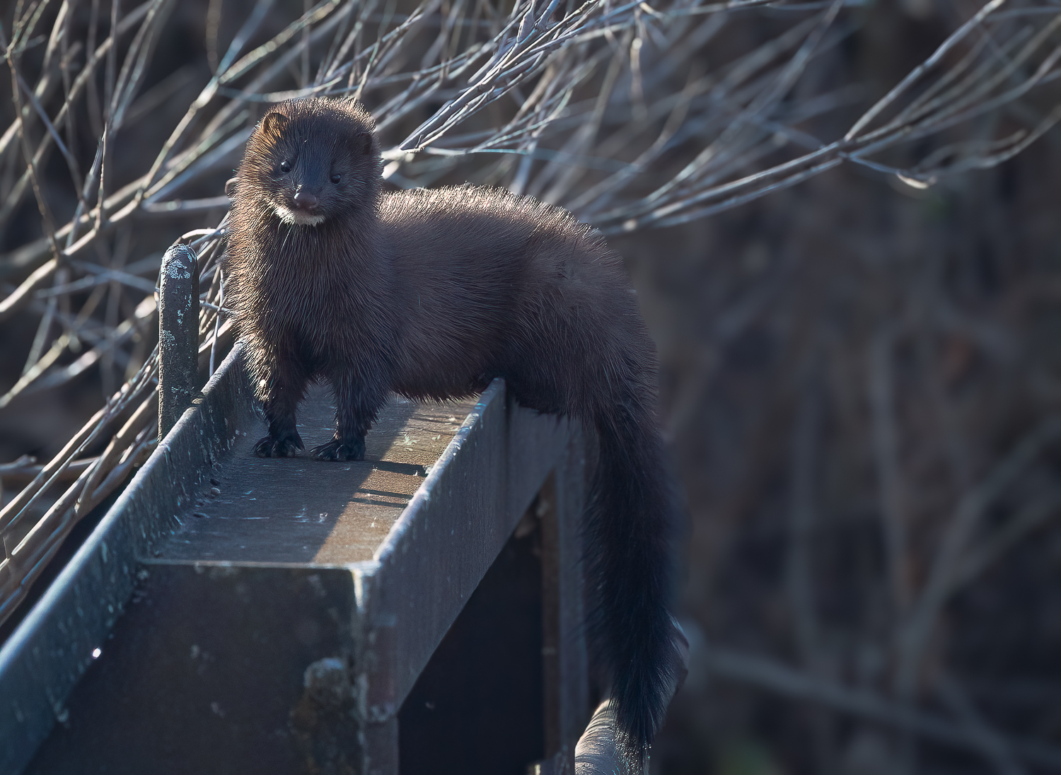 Mink - Nature & Wildlife - Photography - FM Forums