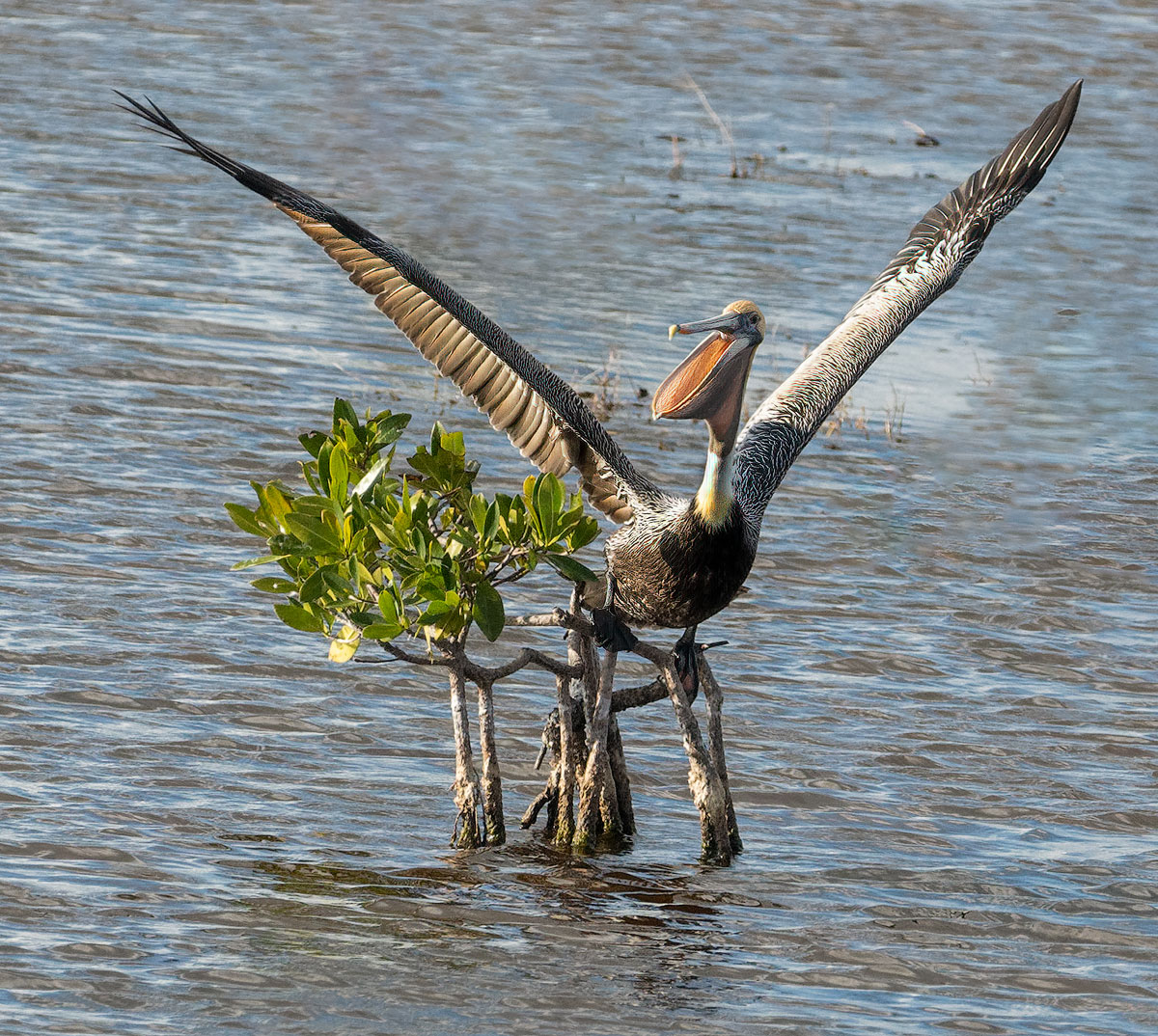Smiling Pelican - FM Forums