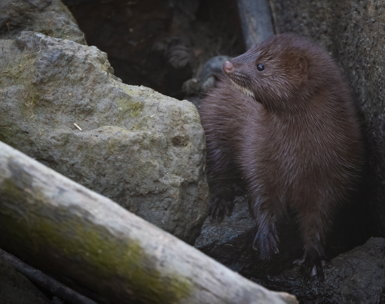 Mink - Nature & Wildlife - Photography - FM Forums