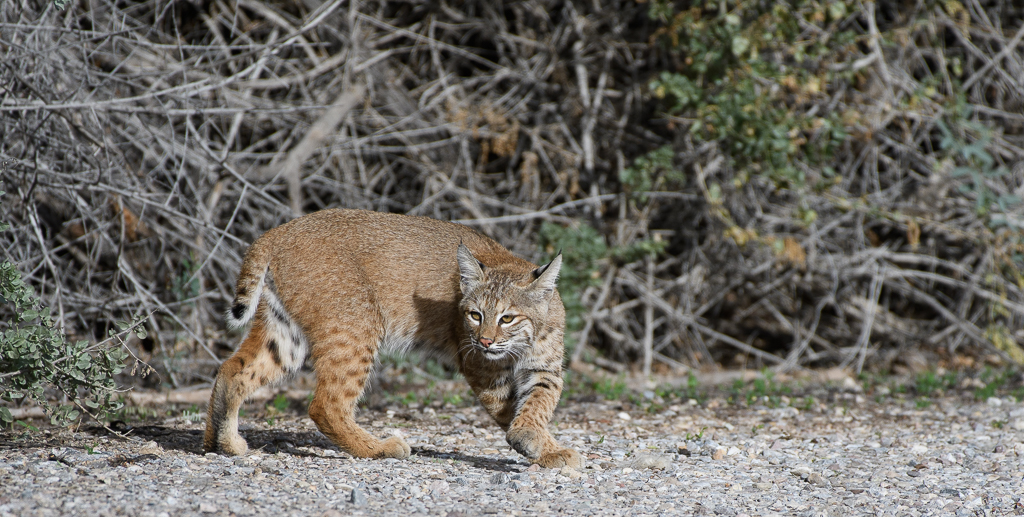 Nature & Wildlife - Photography - FM Forums