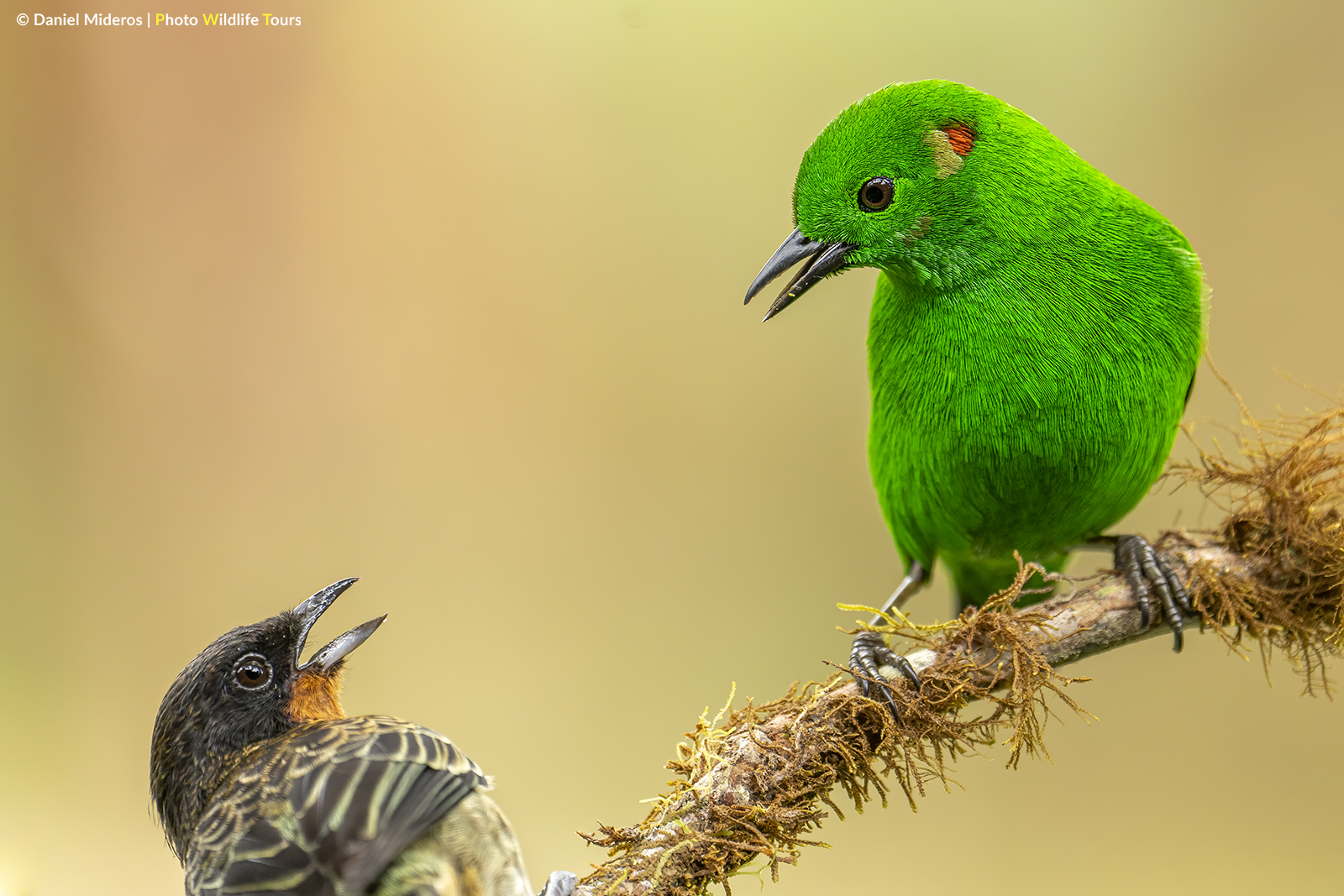 Tanagers fighting - Ecuador - Cloud Forest and Choco - FM Forums