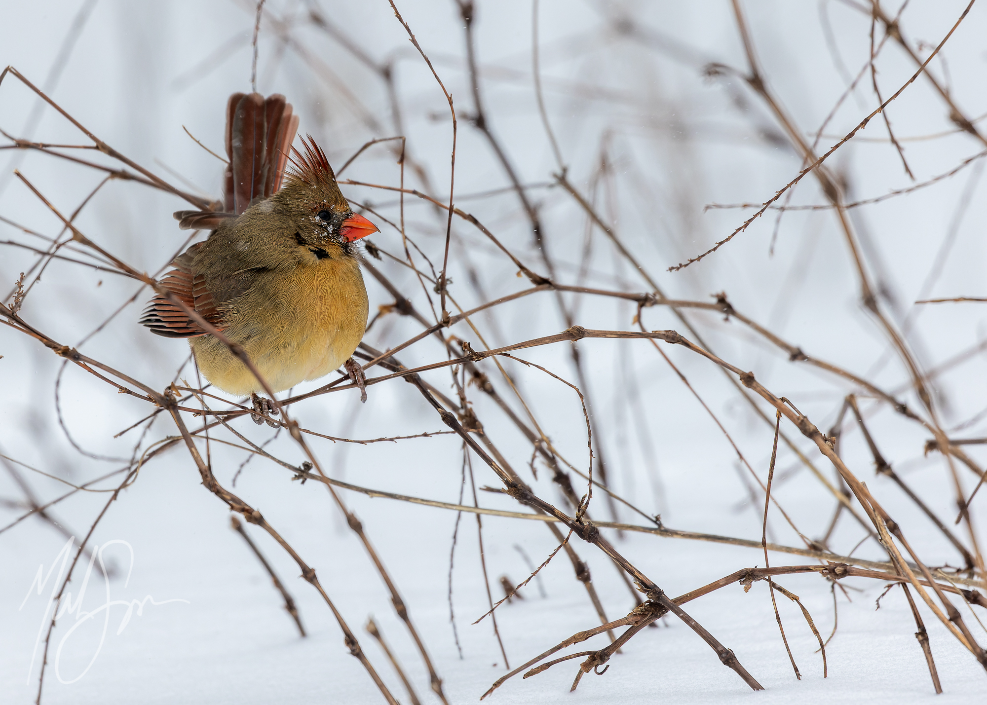 Nature & Wildlife - Photography - FM Forums