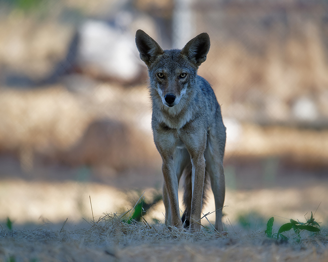 Nature & Wildlife - Photography - FM Forums