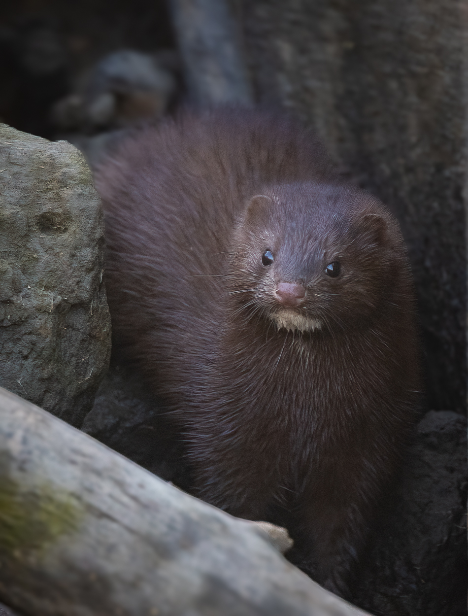 Mink - Nature & Wildlife - Photography - FM Forums