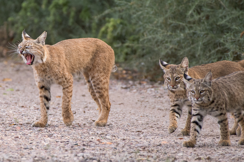 Nature & Wildlife - Photography - FM Forums