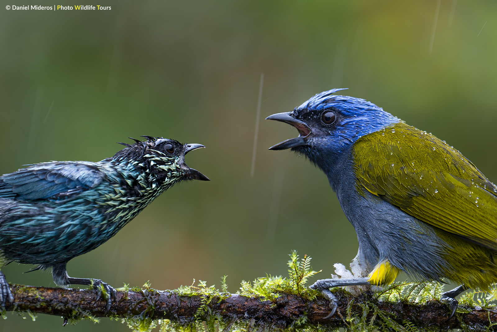 Tanagers fighting - Ecuador - Cloud Forest and Choco - FM Forums