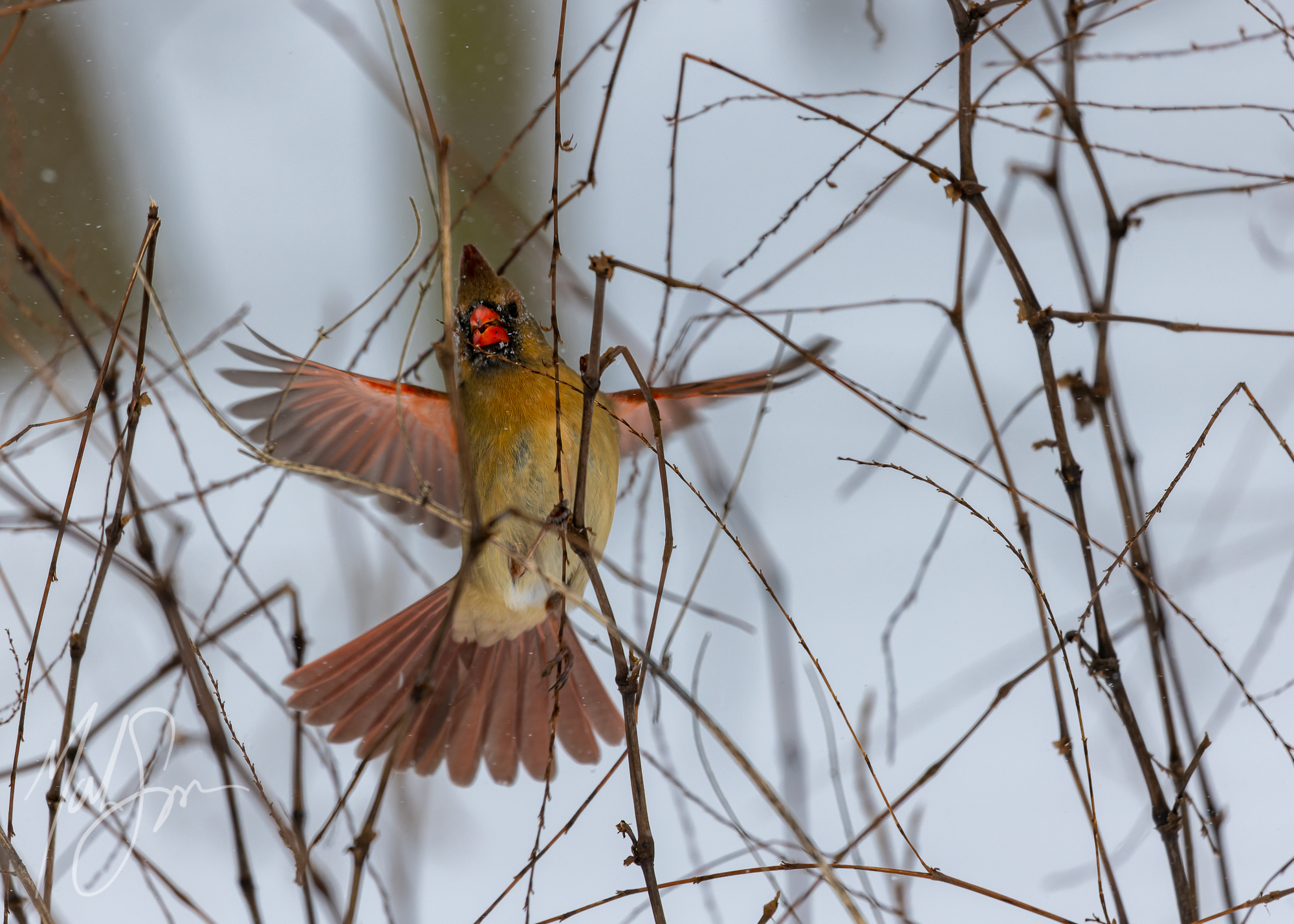 Nature & Wildlife - Photography - FM Forums