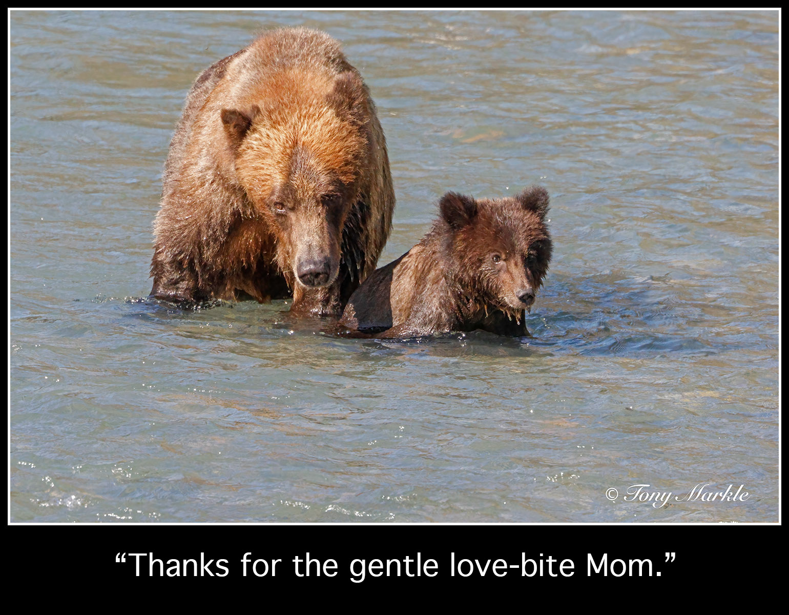 More Grizzly kids in action - FM Forums