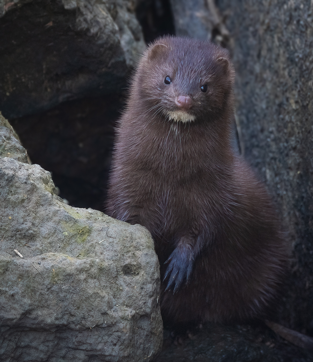 Mink - Nature & Wildlife - Photography - FM Forums