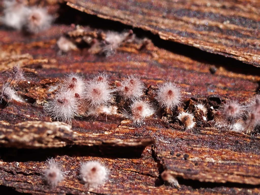 Nectria coccinea and Its Immature Form - FM Forums