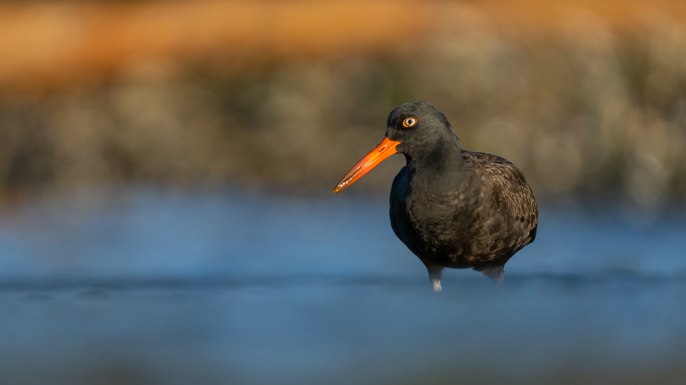 Nature & Wildlife - Photography - FM Forums