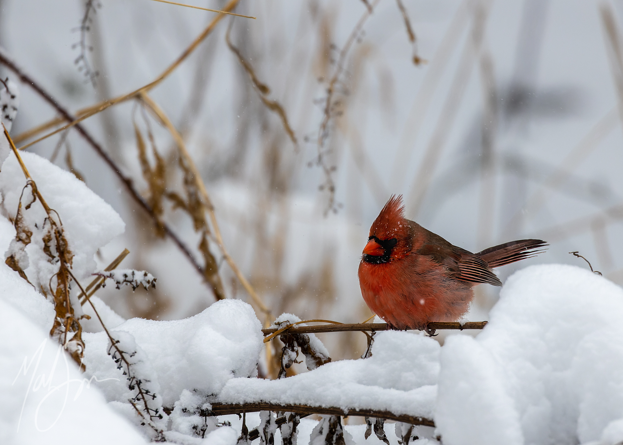Nature & Wildlife - Photography - FM Forums
