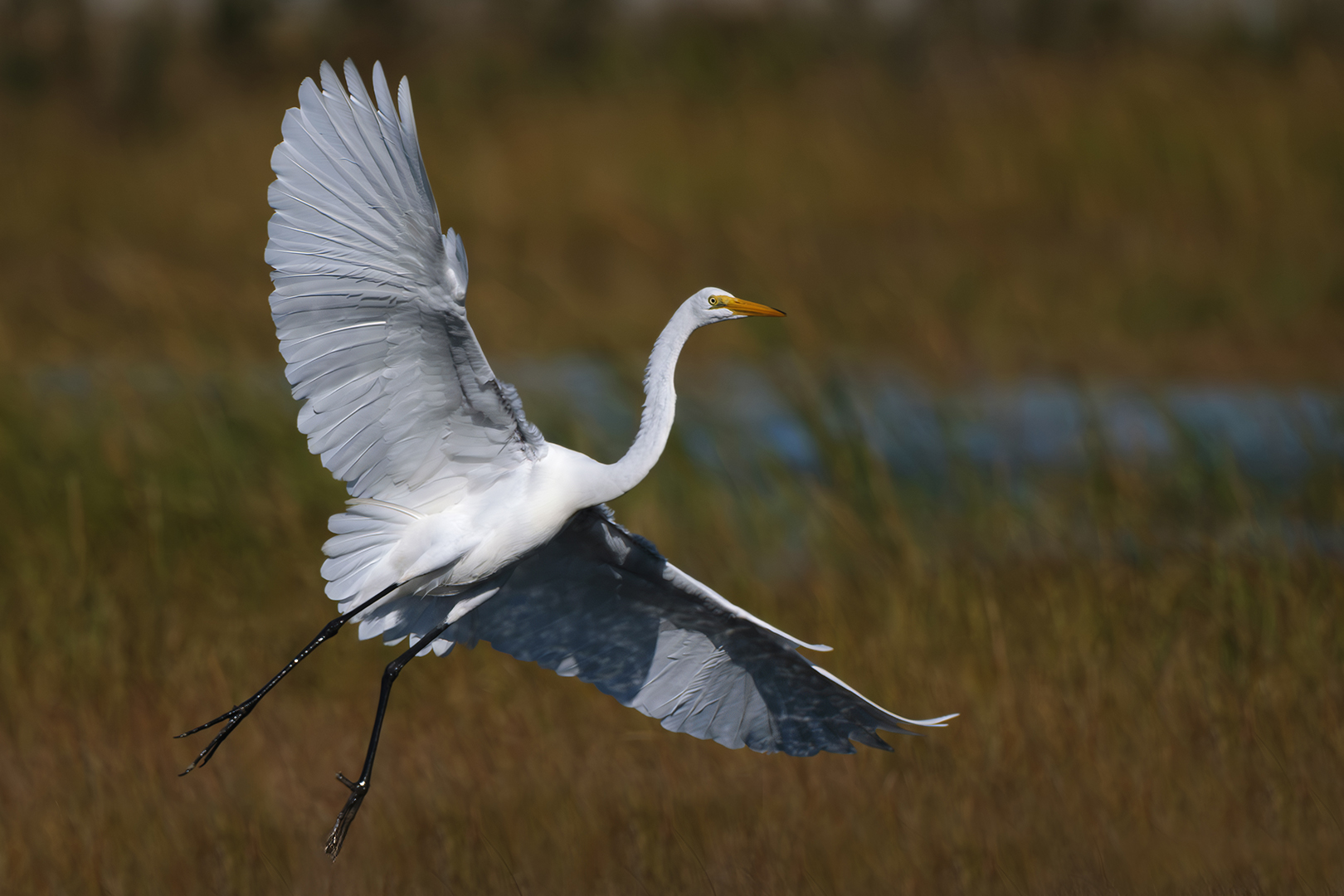 Great Egret Action - Nature & Wildlife - Photography - FM Forums