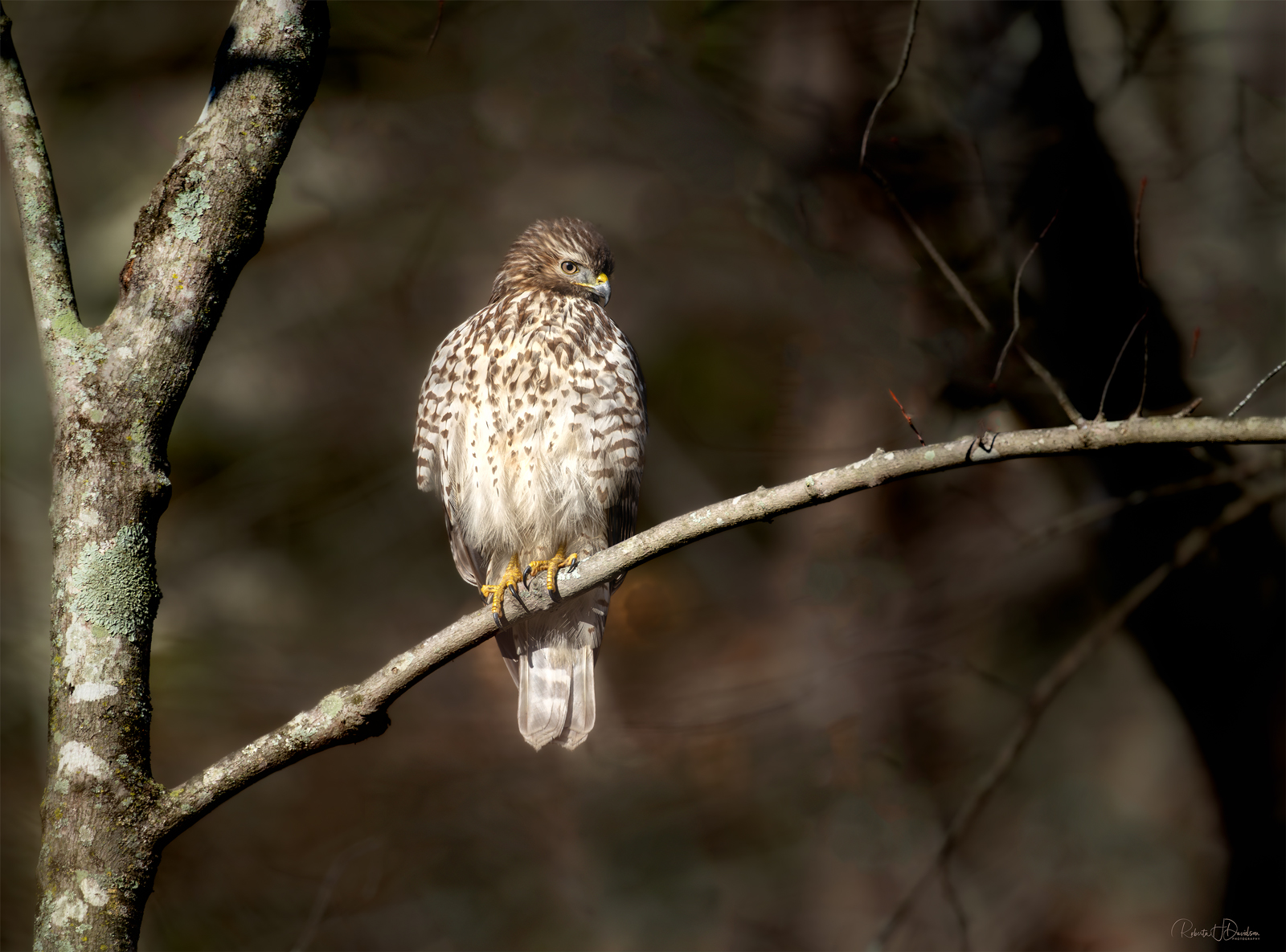 Big Bird and Small Drops - Nature & Wildlife - Photography - FM Forums