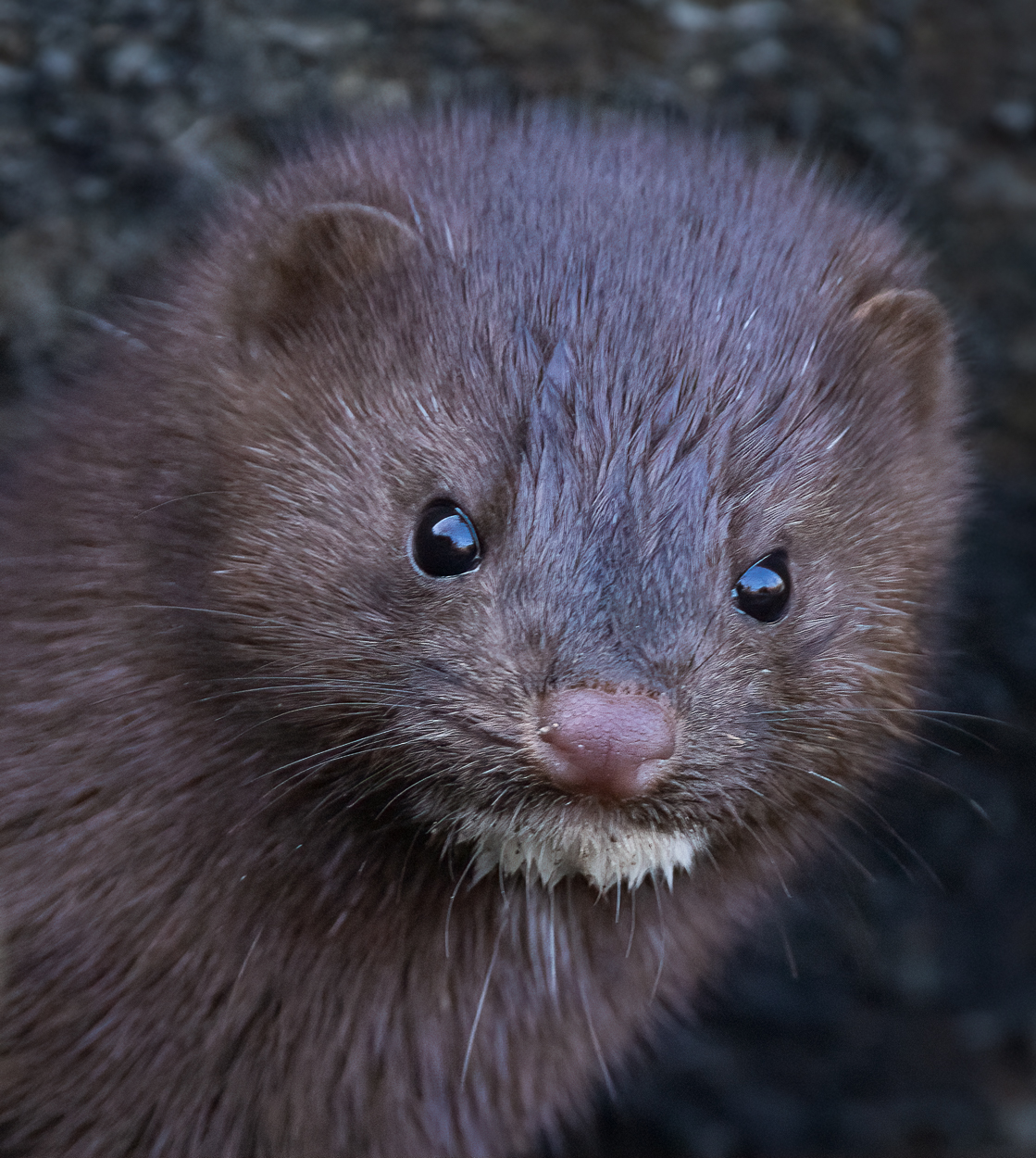 Mink - Nature & Wildlife - Photography - FM Forums