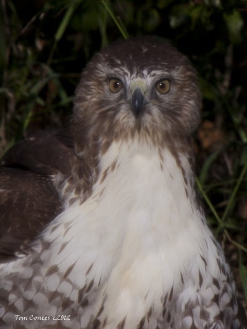 Nature & Wildlife - Photography - FM Forums