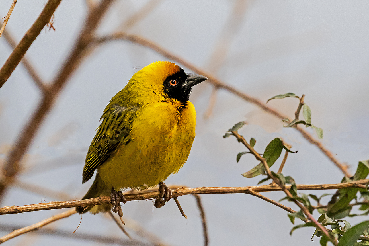 Nature & Wildlife - Photography - FM Forums