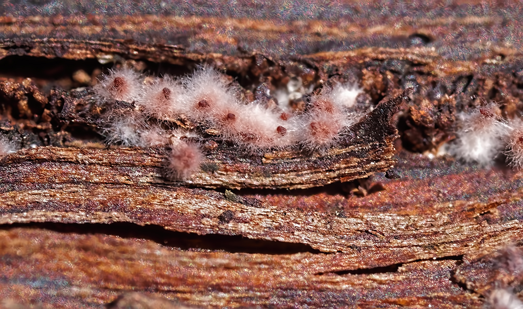 Macro World - Photography - FM Forums