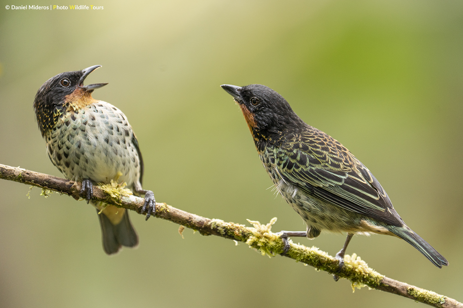 Tanagers fighting - Ecuador - Cloud Forest and Choco - FM Forums