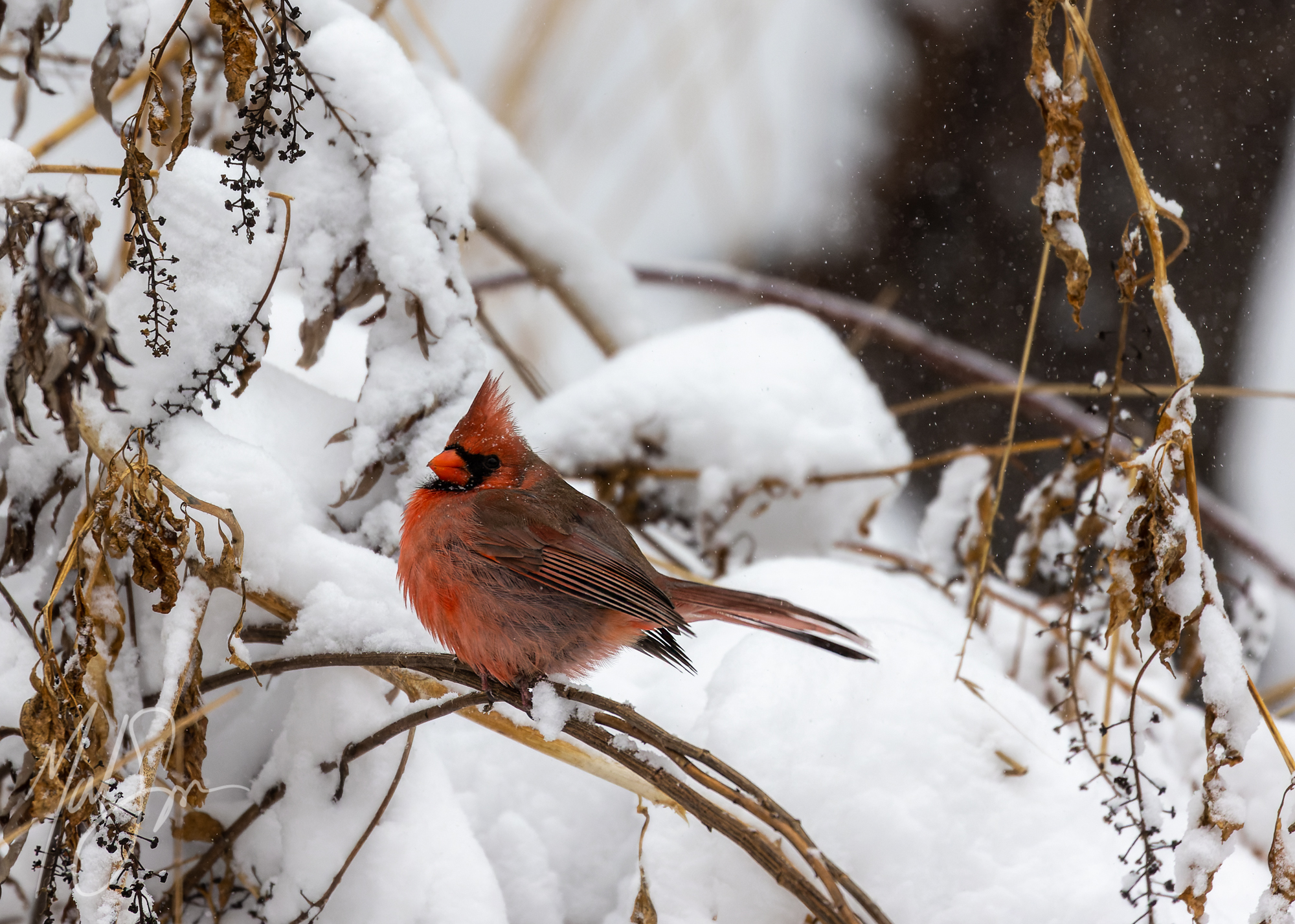 Nature & Wildlife - Photography - FM Forums