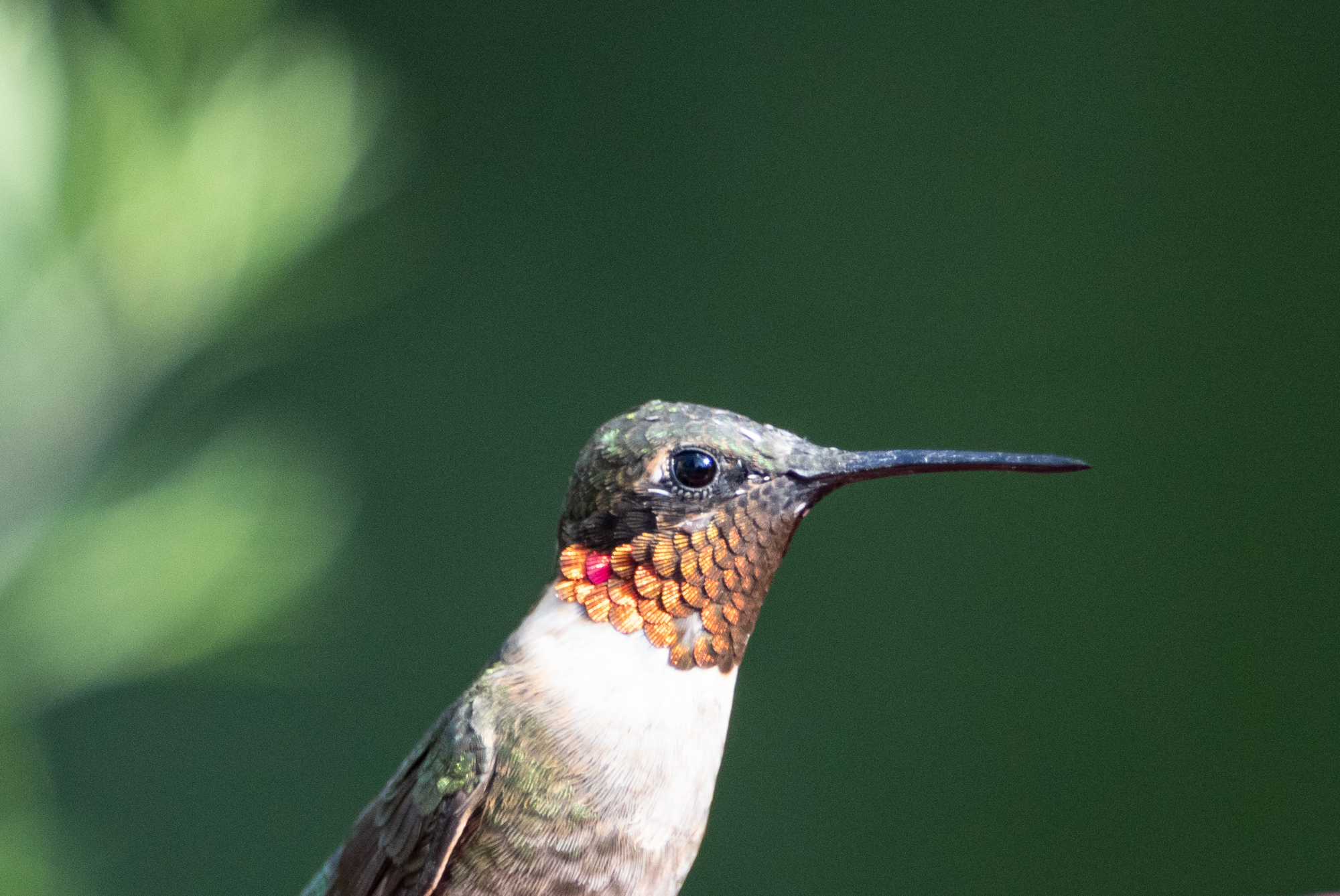 Nature & Wildlife - Photography - FM Forums