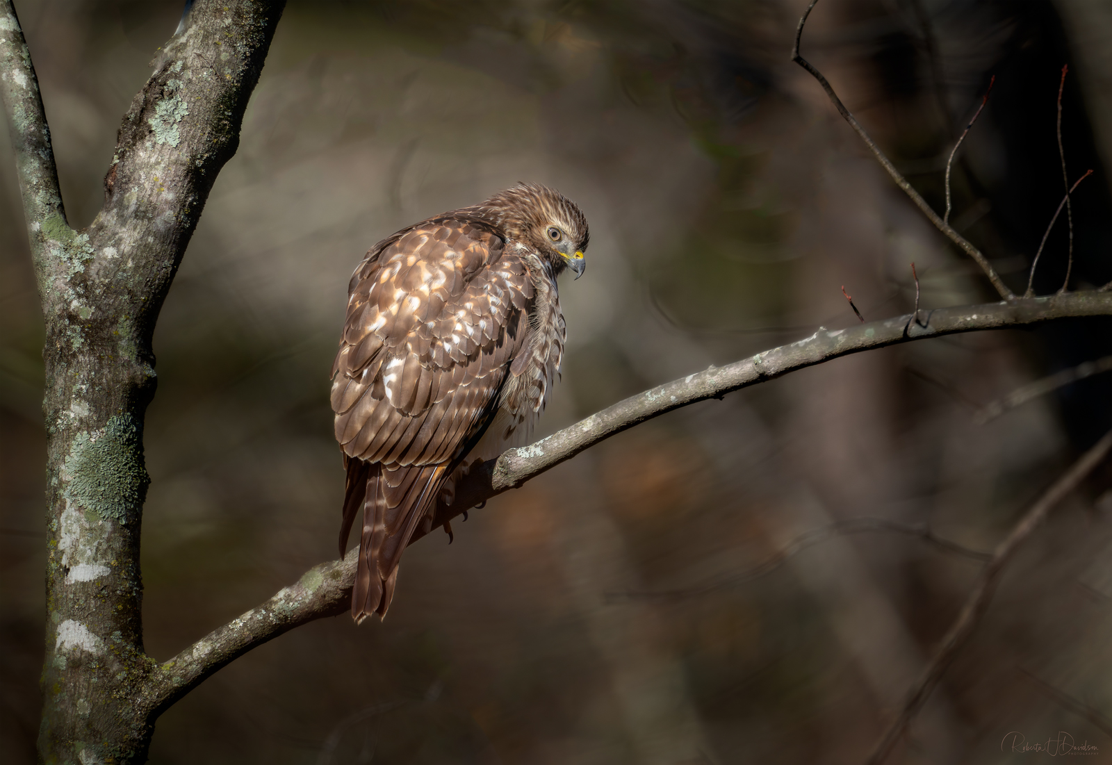 Big Bird and Small Drops - Nature & Wildlife - Photography - FM Forums