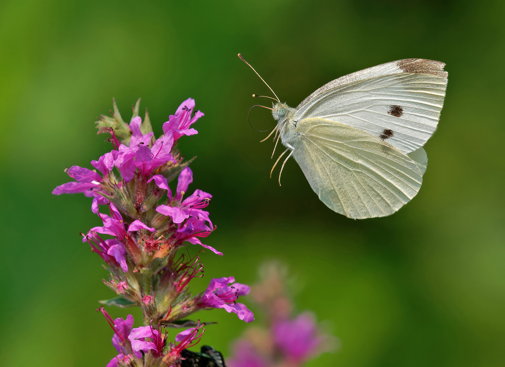 Nature & Wildlife - Photography - FM Forums