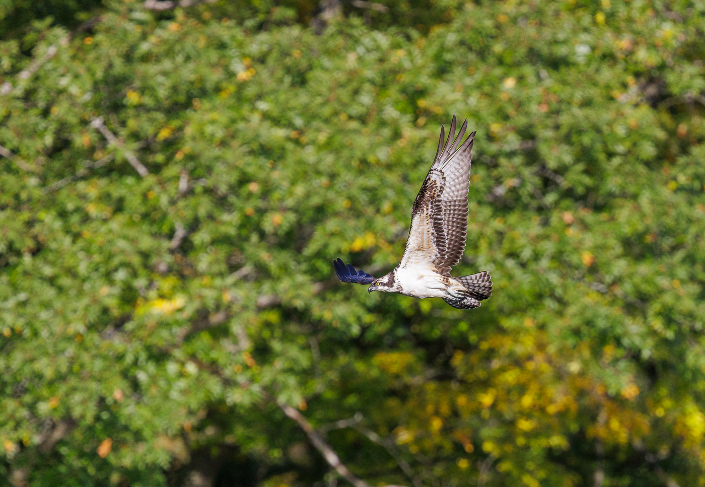 Nature & Wildlife - Photography - FM Forums
