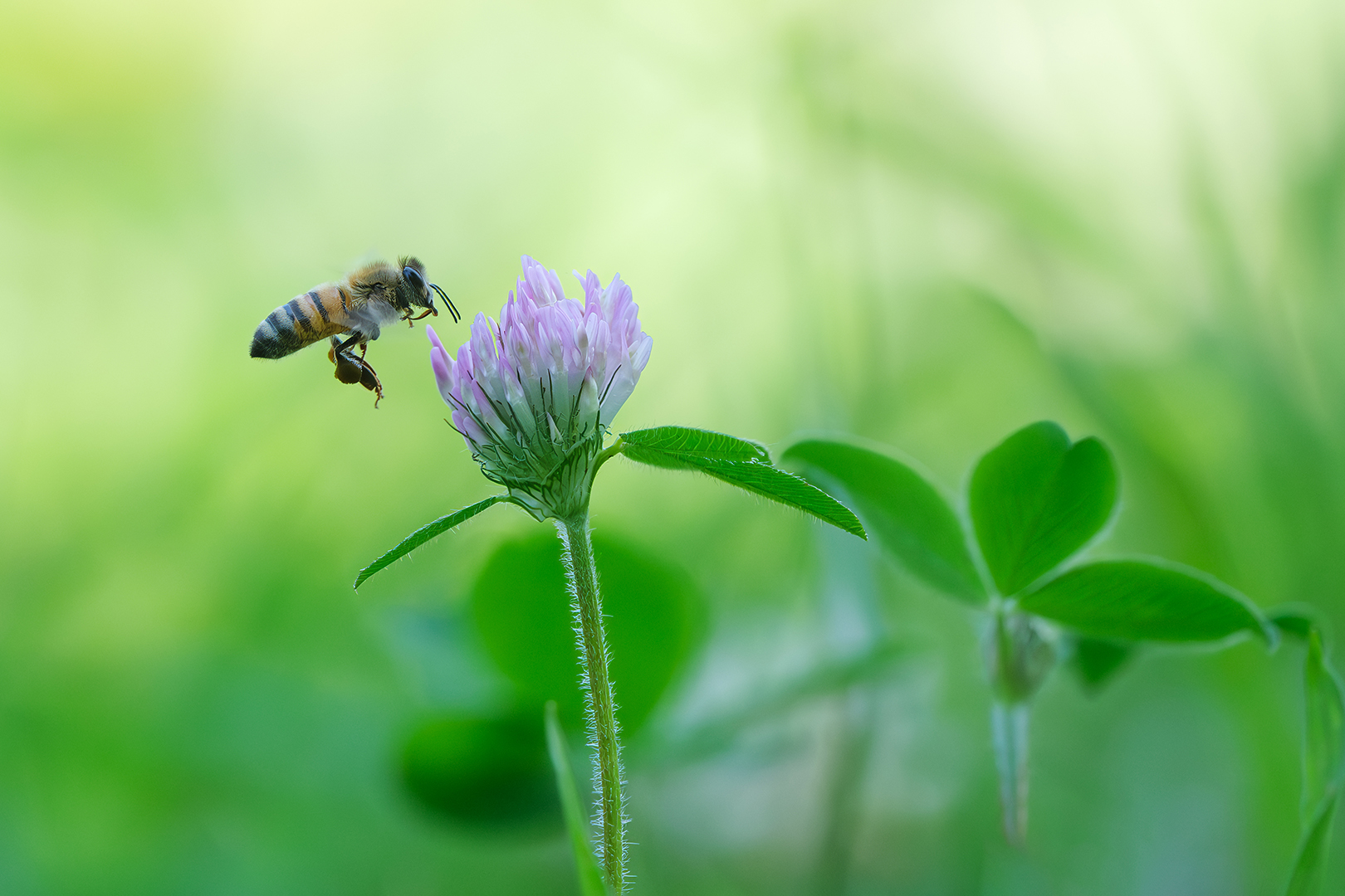 Bee and Clover - Nature & Wildlife - Photography - FM Forums