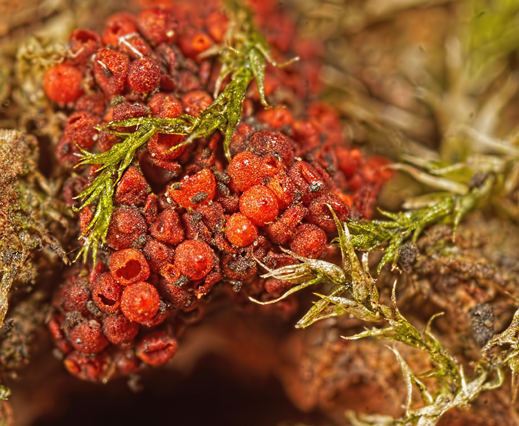 Macro World - Photography - FM Forums