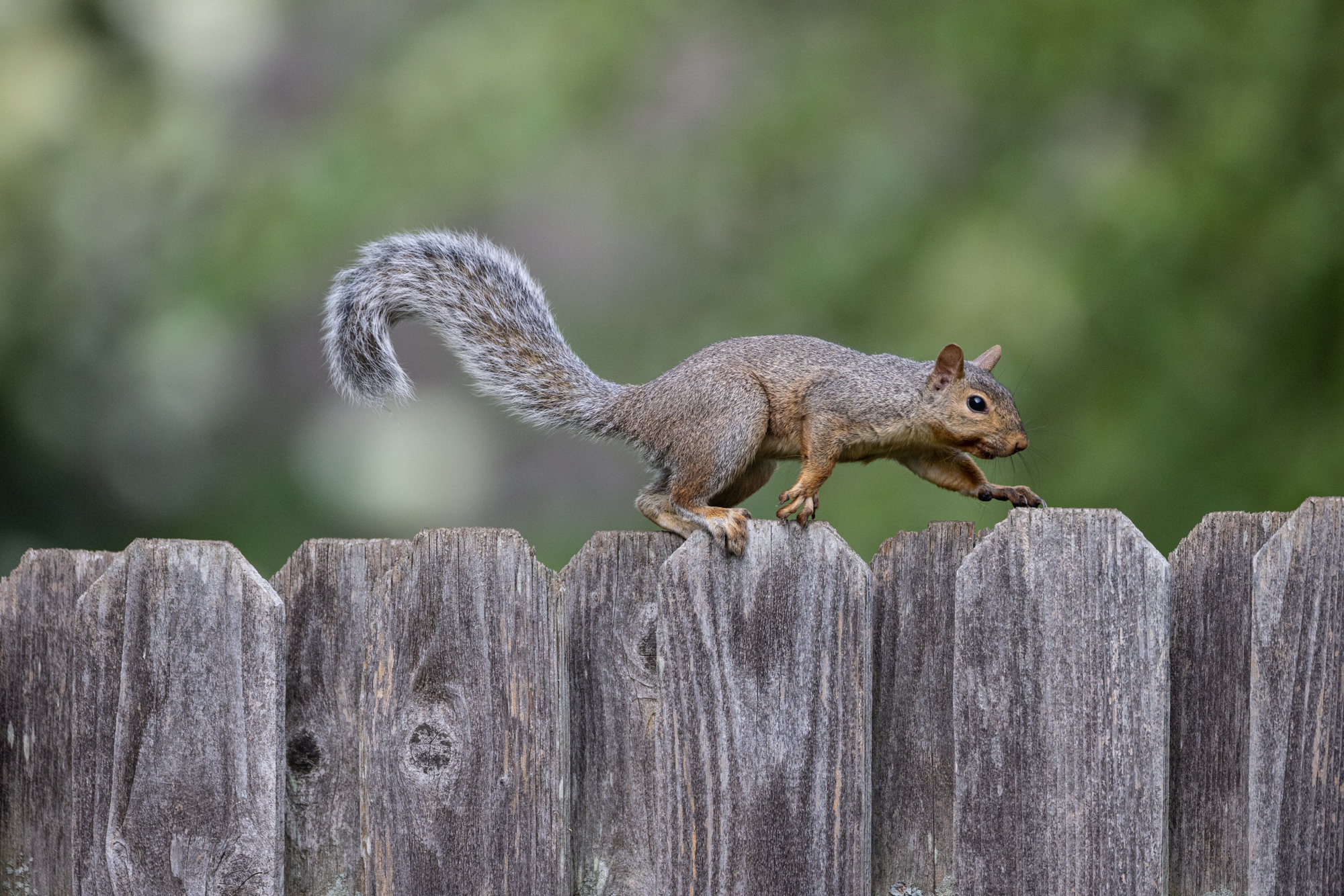 Nature & Wildlife - Photography - FM Forums