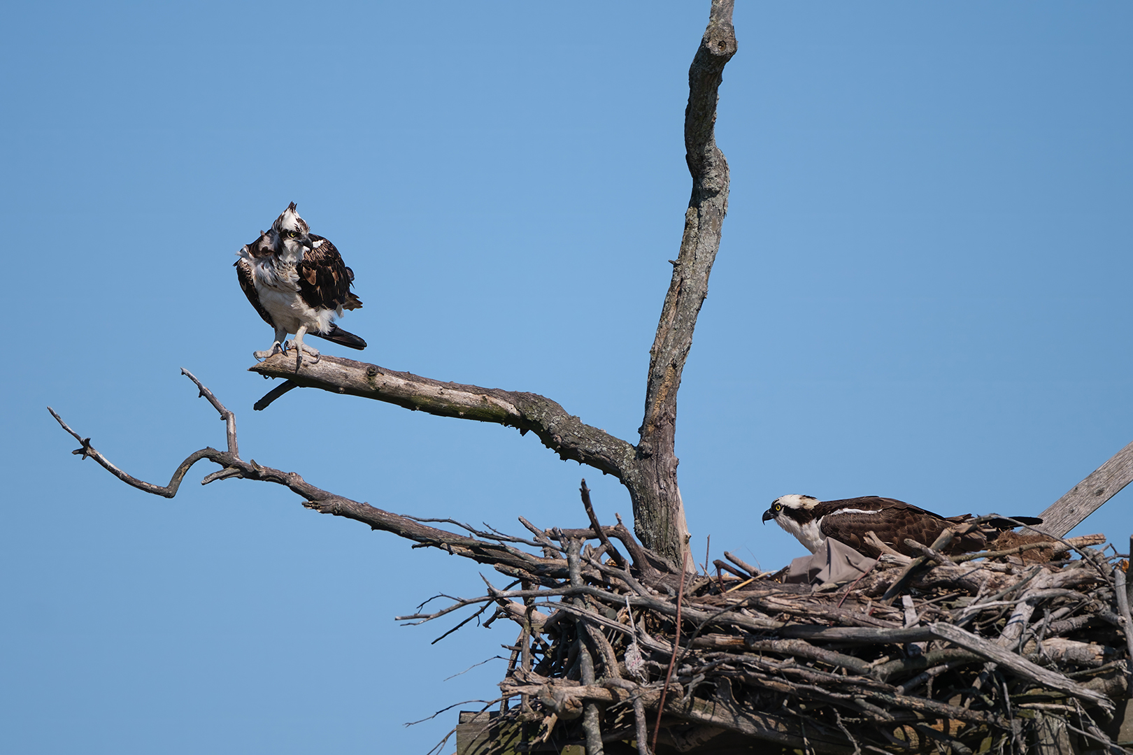 Nature & Wildlife - Photography - FM Forums