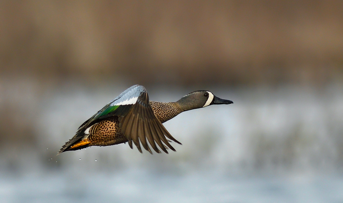 Nature & Wildlife - Photography - FM Forums