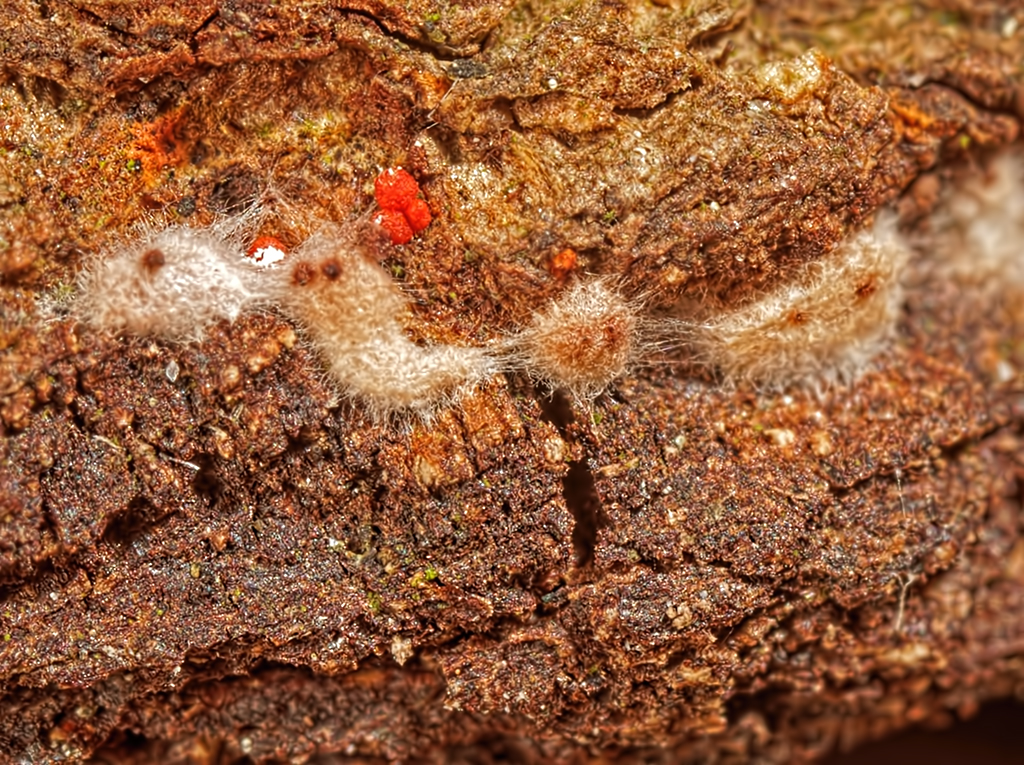 Nectria coccinea and Its Immature Form - FM Forums