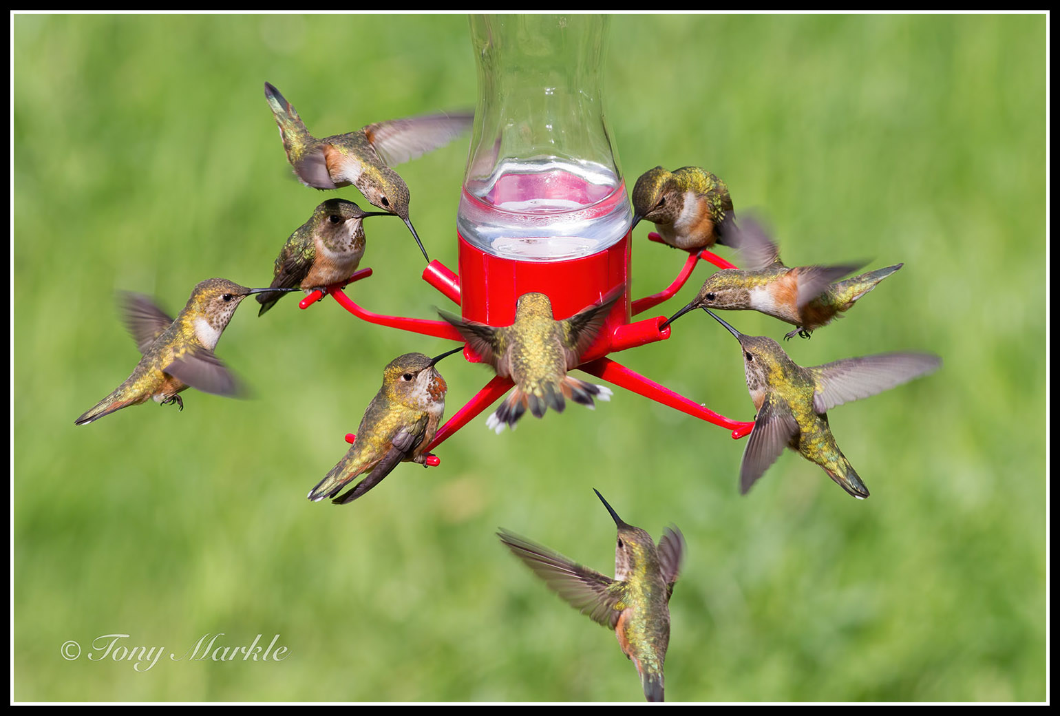 Nature & Wildlife - Photography - FM Forums